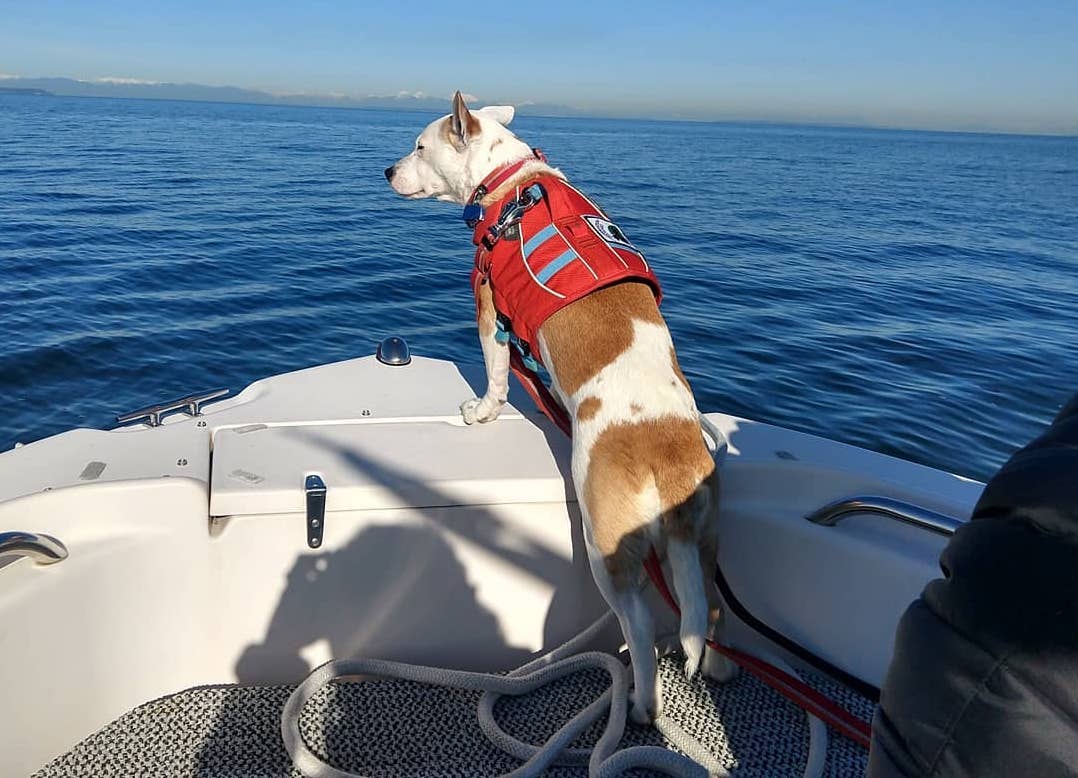 Σκύλος-επιστήμονας με ειδική αποστολή: τον εντοπισμό όρκας - pet-in.gr