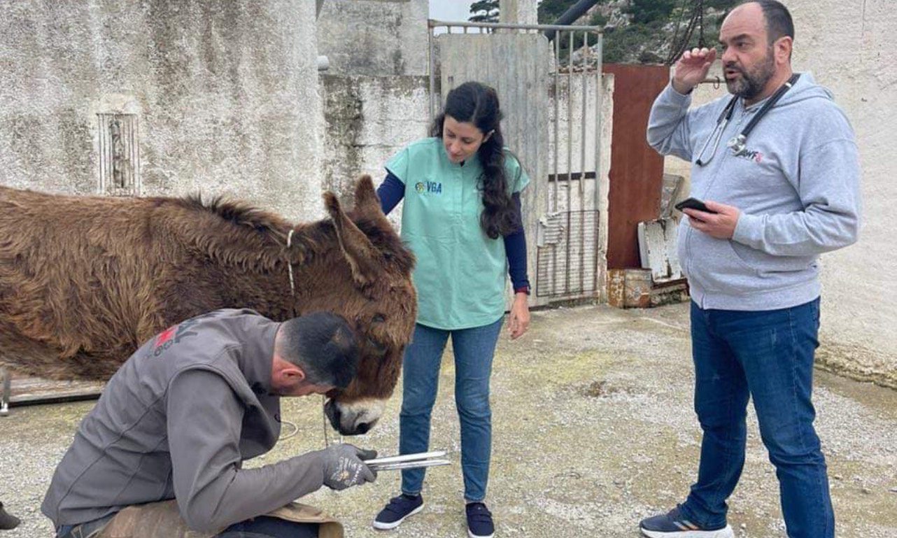Στην Κάρπαθο η ομάδα φροντίδας ιπποειδών της Animal Action Greece για ...