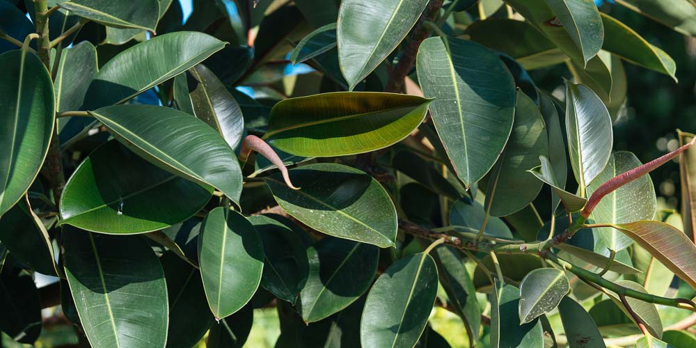 Επικίνδυνα και τοξικά φυτά για γάτες και σκύλους - pet-in.gr