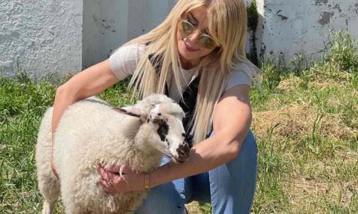 Σέρρες: Εθελοντές διέσωσαν τραυματισμένο πρόβατο (φωτο) - pet-in.gr