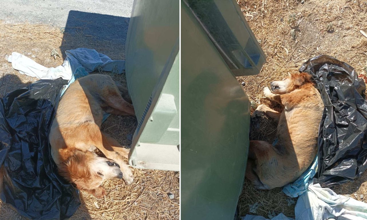 Σύρος: Ασυνείδητος πέταξε σκυλί δίπλα σε κάδο σκουπιδιών, λίγα μέτρα ...