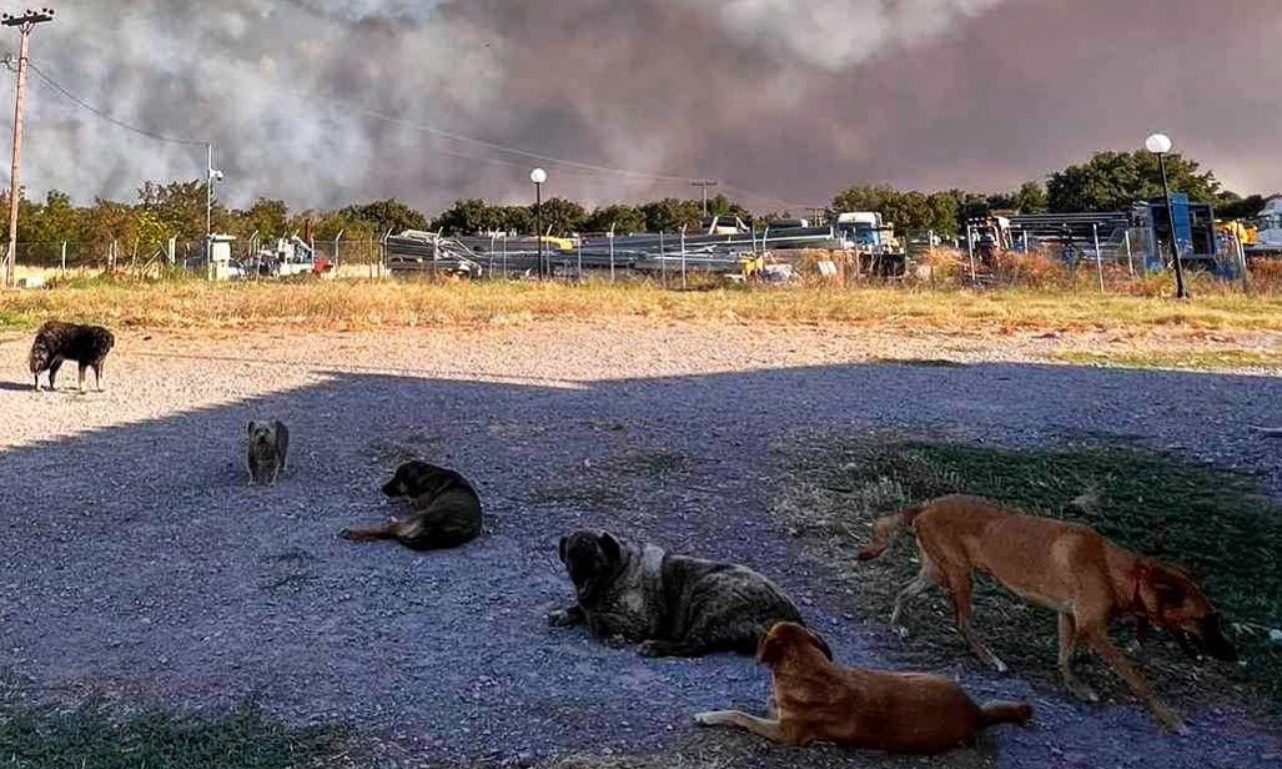 Φωτιά στην Αλεξανδρούπολη: Ασφαλή τα ζωάκια του δημοτικού καταφυγίου ...