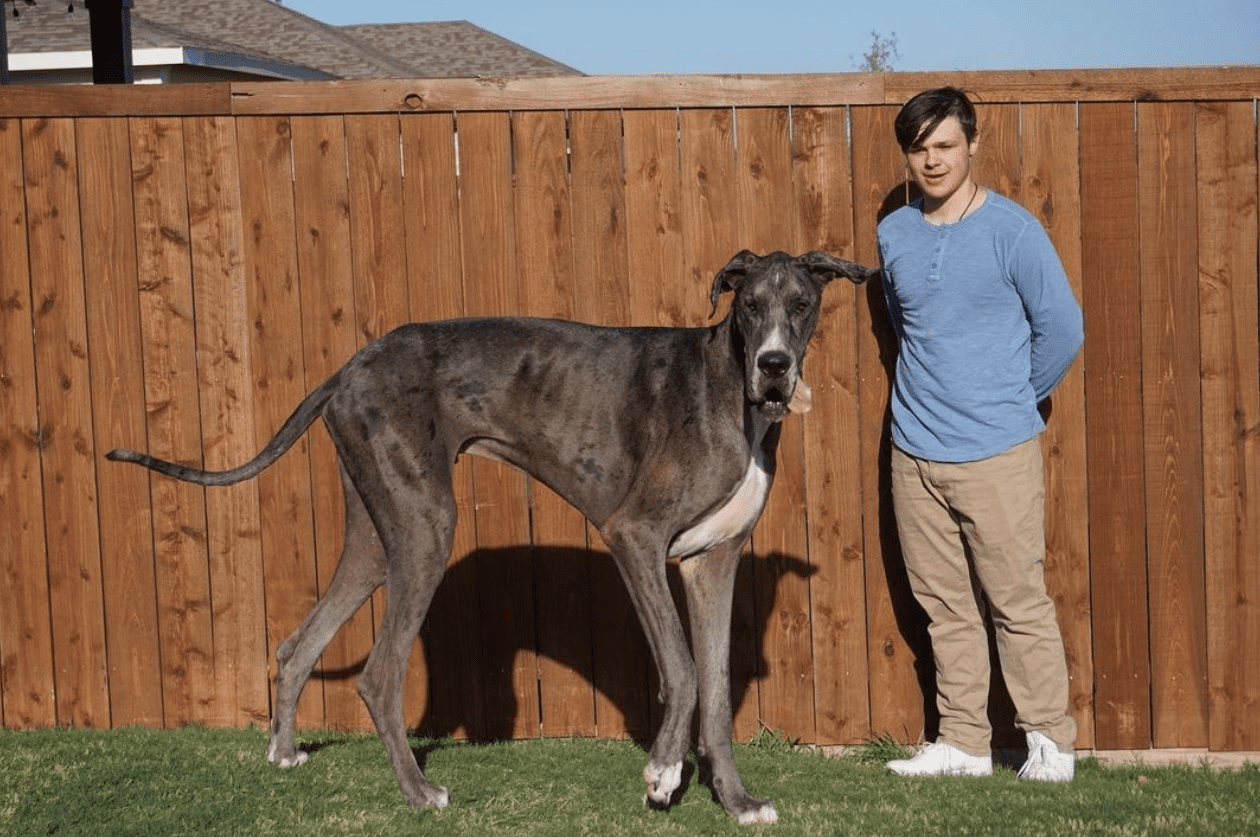 Έφυγε από τη ζωή ο ψηλότερος σκύλος του κόσμου σε ηλικία τριών ετών ...