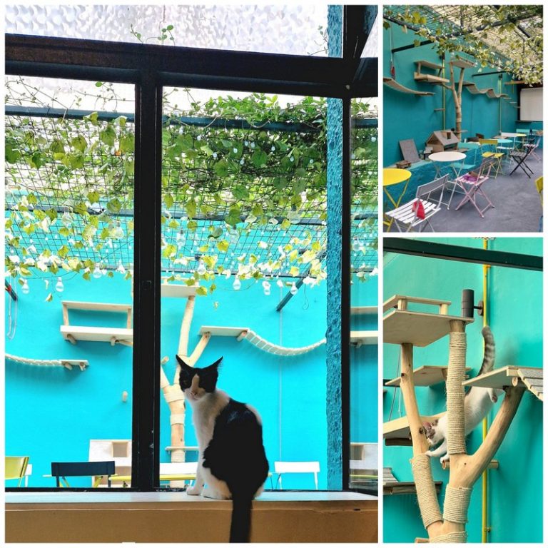 Cat Cafe Athens: Άνοιξε το πρώτο experience cafe με γάτες στην Αθήνα ...