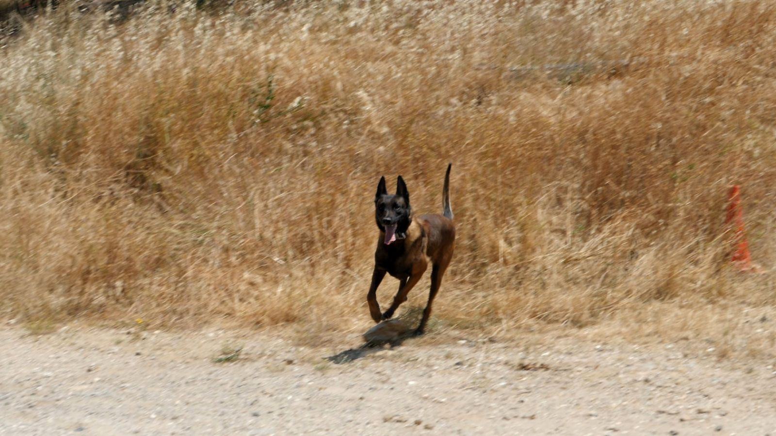 Θλίψη για τον Echo, τον ηρωικό σκύλο της Anubis Coldcase K9 Team ...